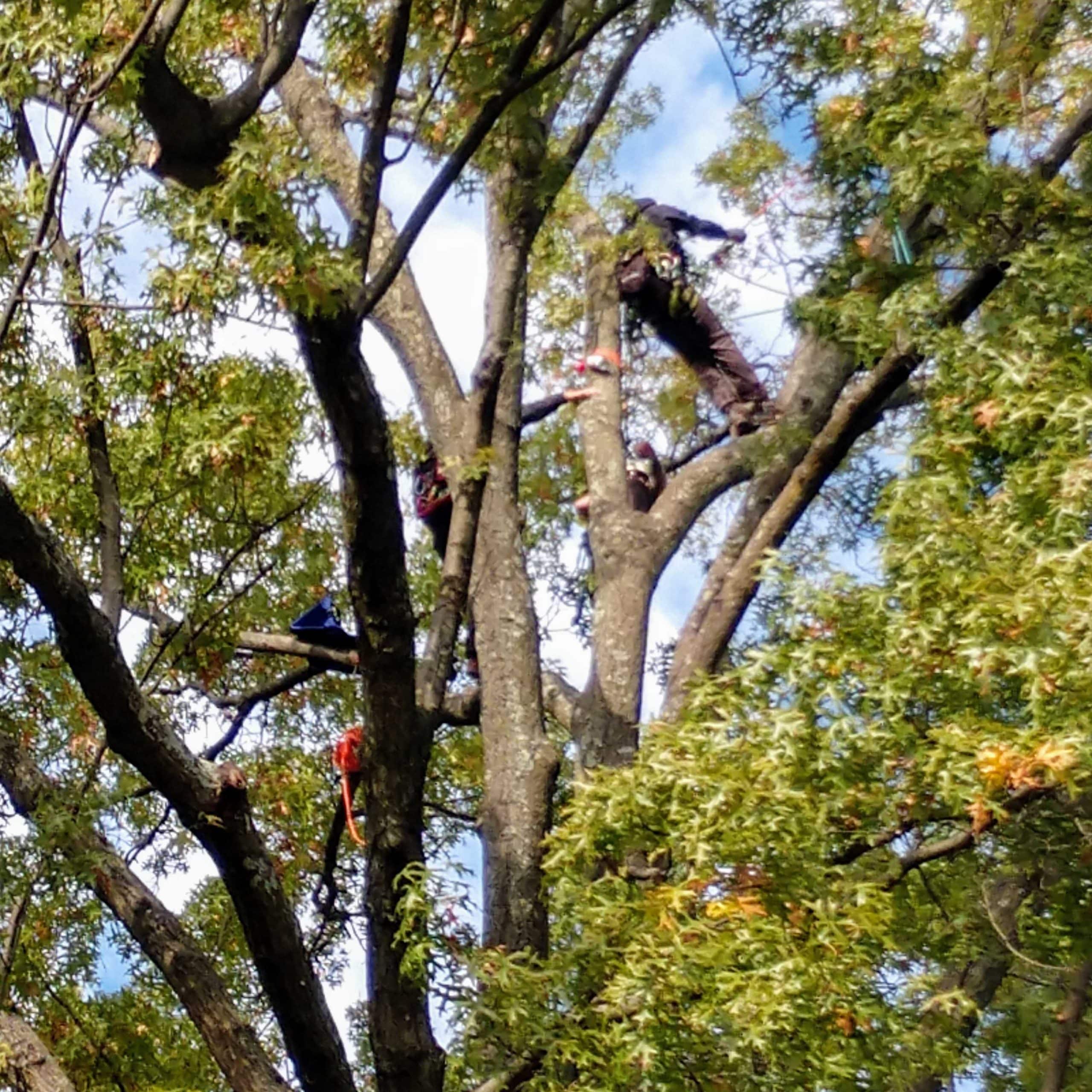 Kentucky Tree Climbing Championship Bob Ray Co 2019 - Louisville, KY