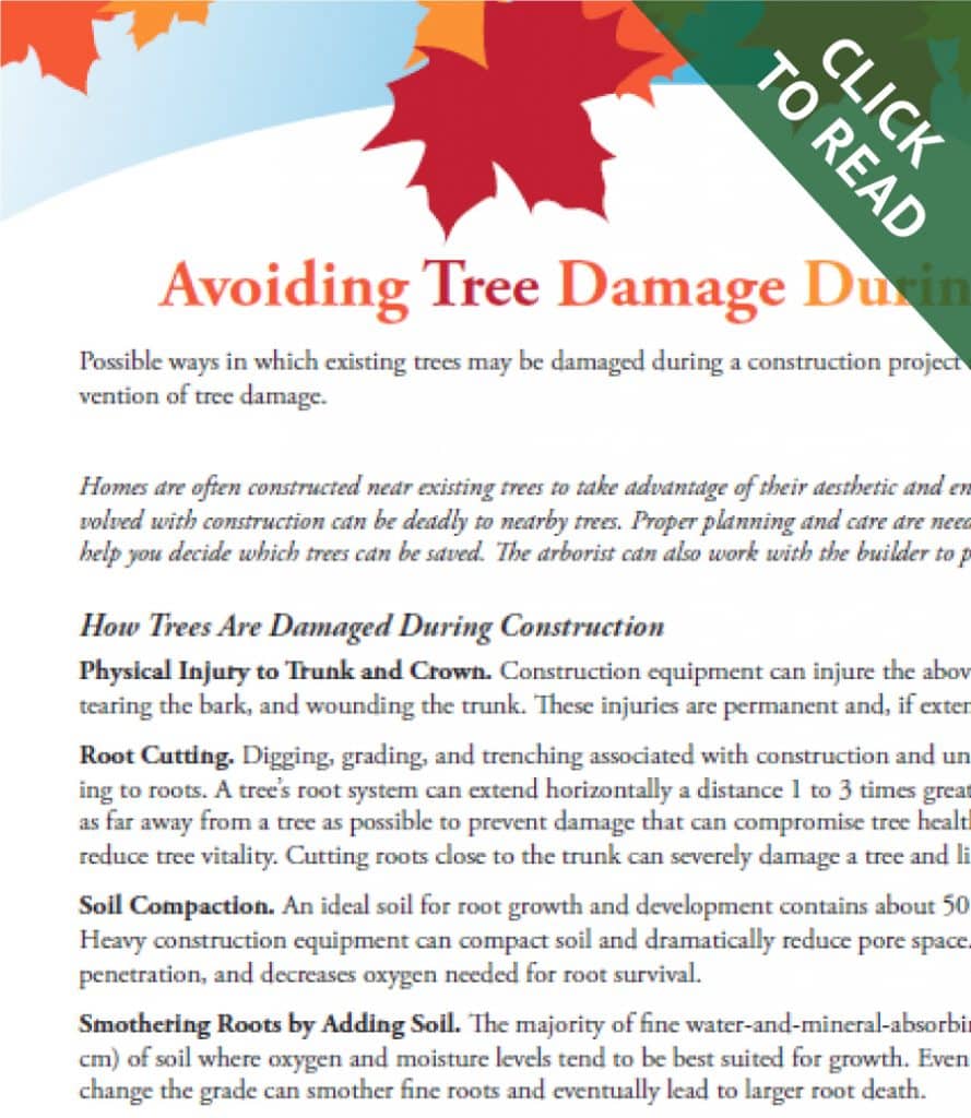 Avoiding Tree Damage During Construction - Bob Ray Co. Inc.